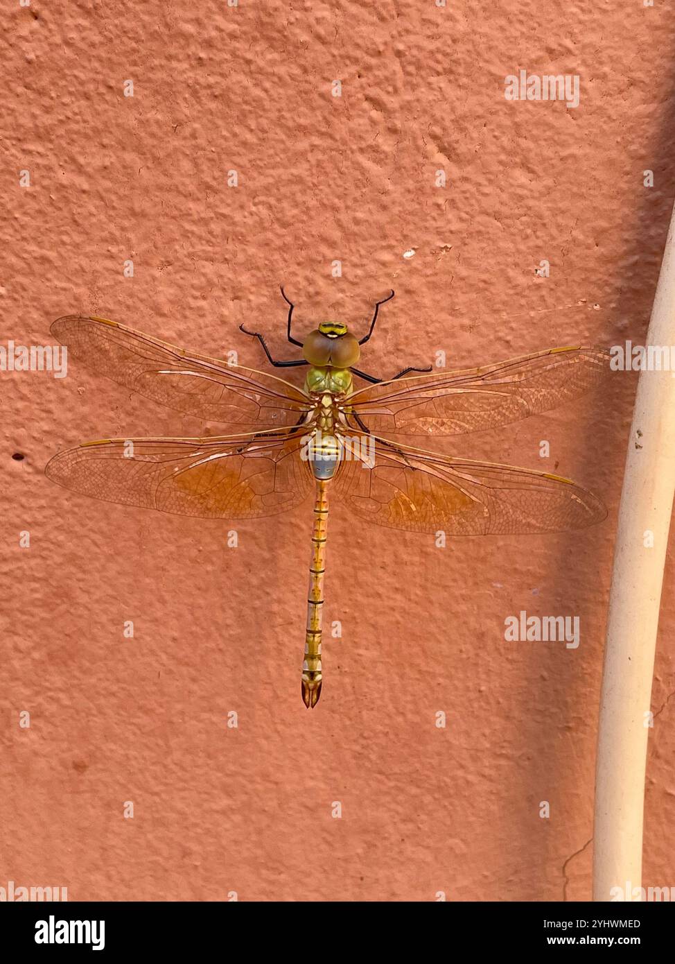 Vagrant emperor hi-res stock photography and images - Alamy