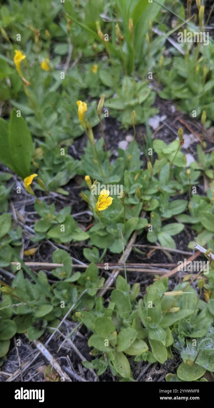 Primuloides hi-res stock photography and images - Alamy