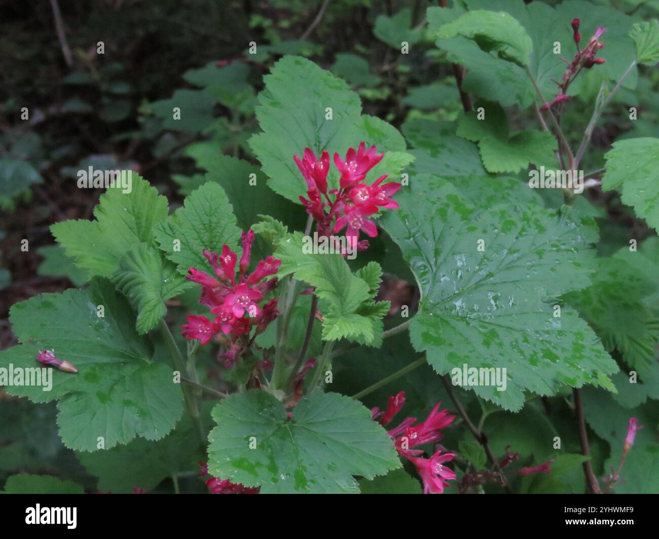 Red-flowering Currant (Ribes sanguineum Stock Photo - Alamy