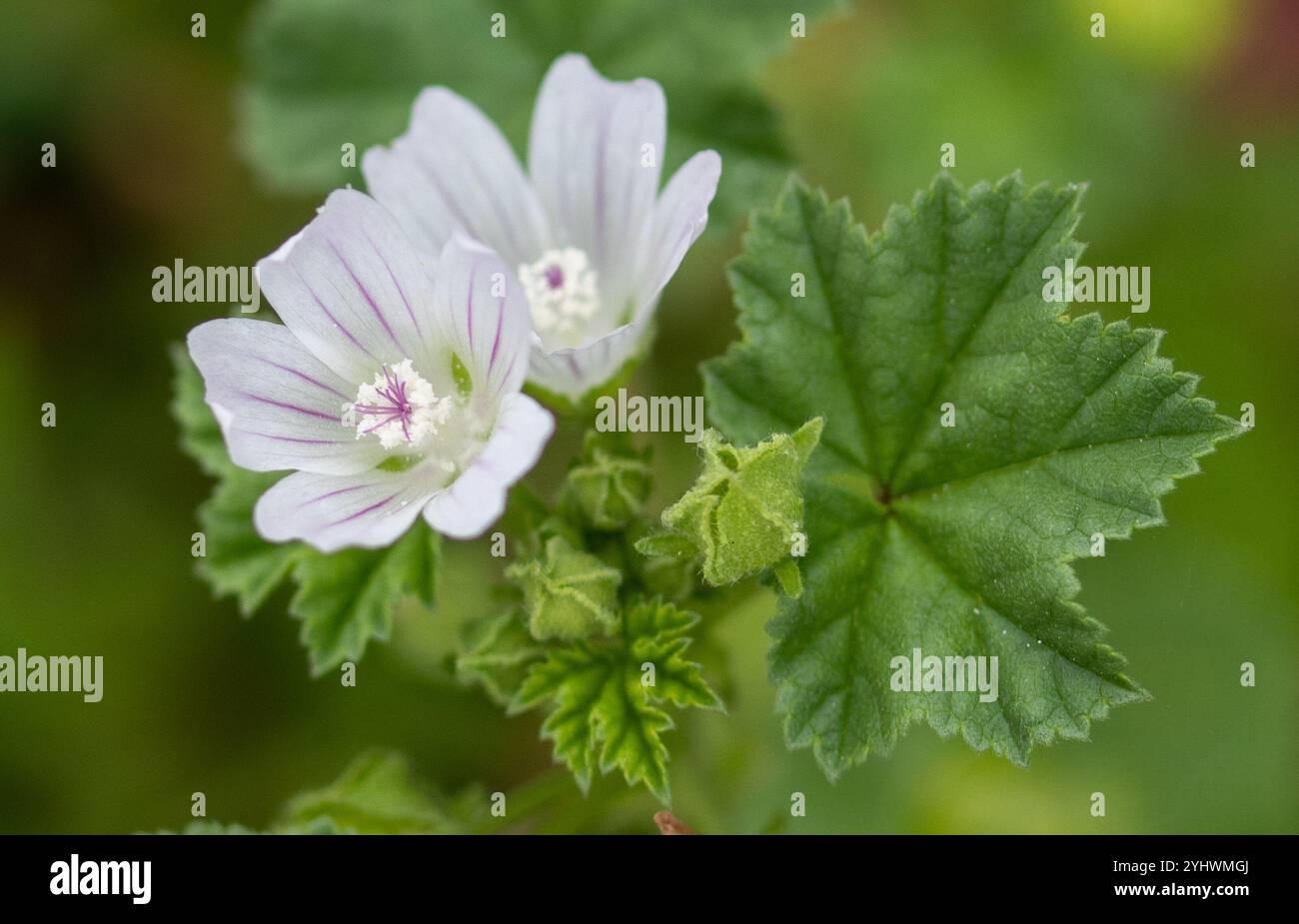 dwarf mallow (Malva neglecta Stock Photo - Alamy