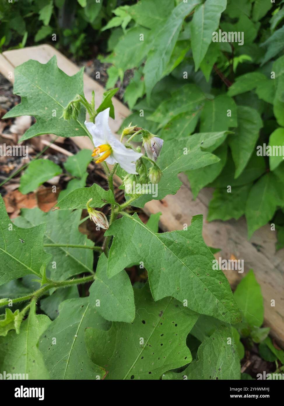 Carolina horsenettle (Solanum carolinense Stock Photo - Alamy