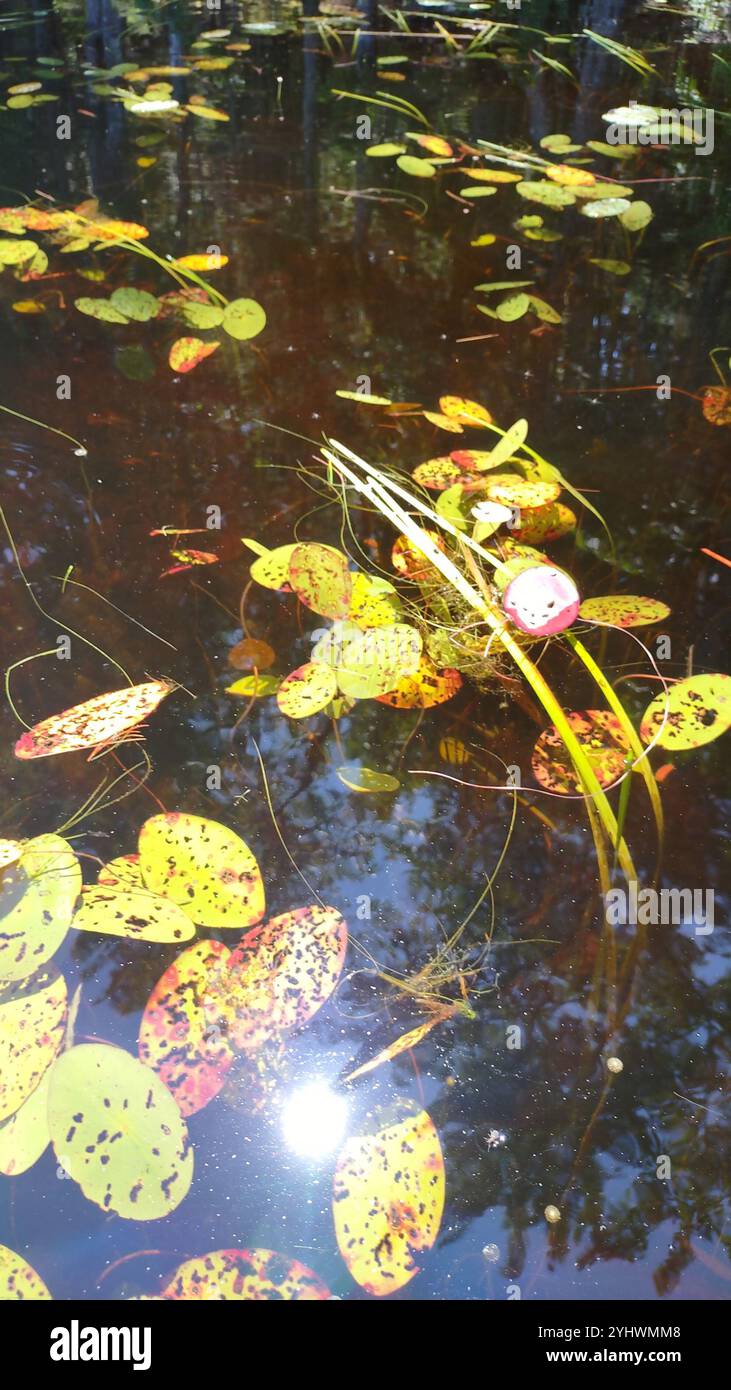 Watershield (Brasenia schreberi Stock Photo - Alamy