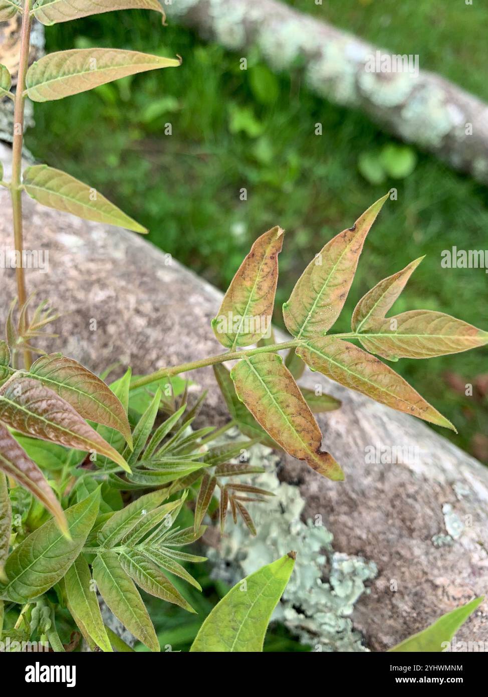 tree-of-heaven (Ailanthus altissima Stock Photo - Alamy