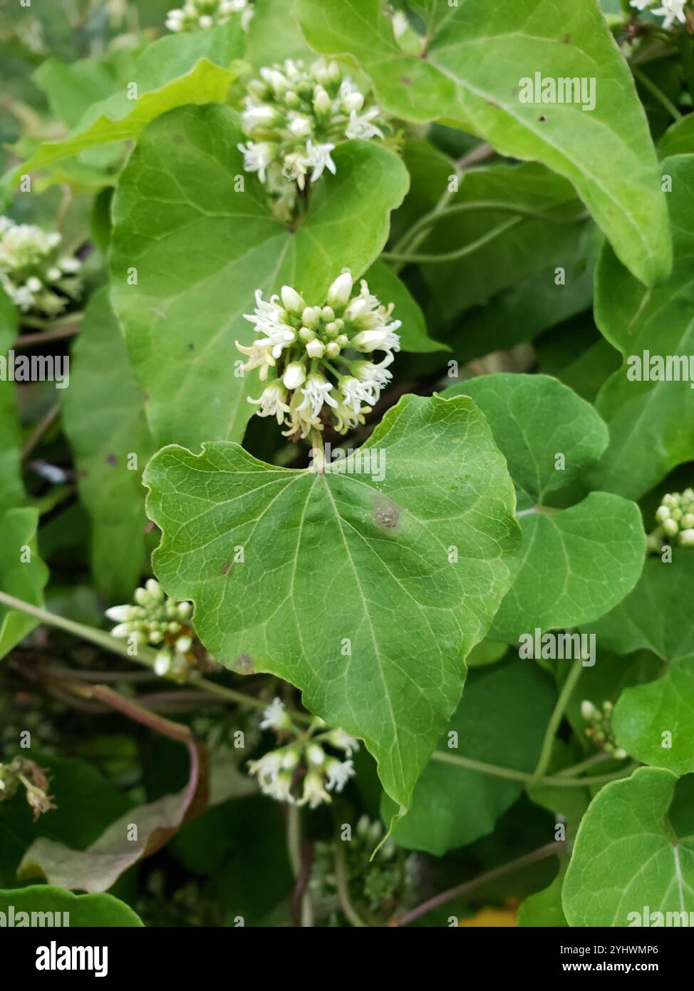 honey-vine climbing milkweed (Cynanchum laeve Stock Photo - Alamy