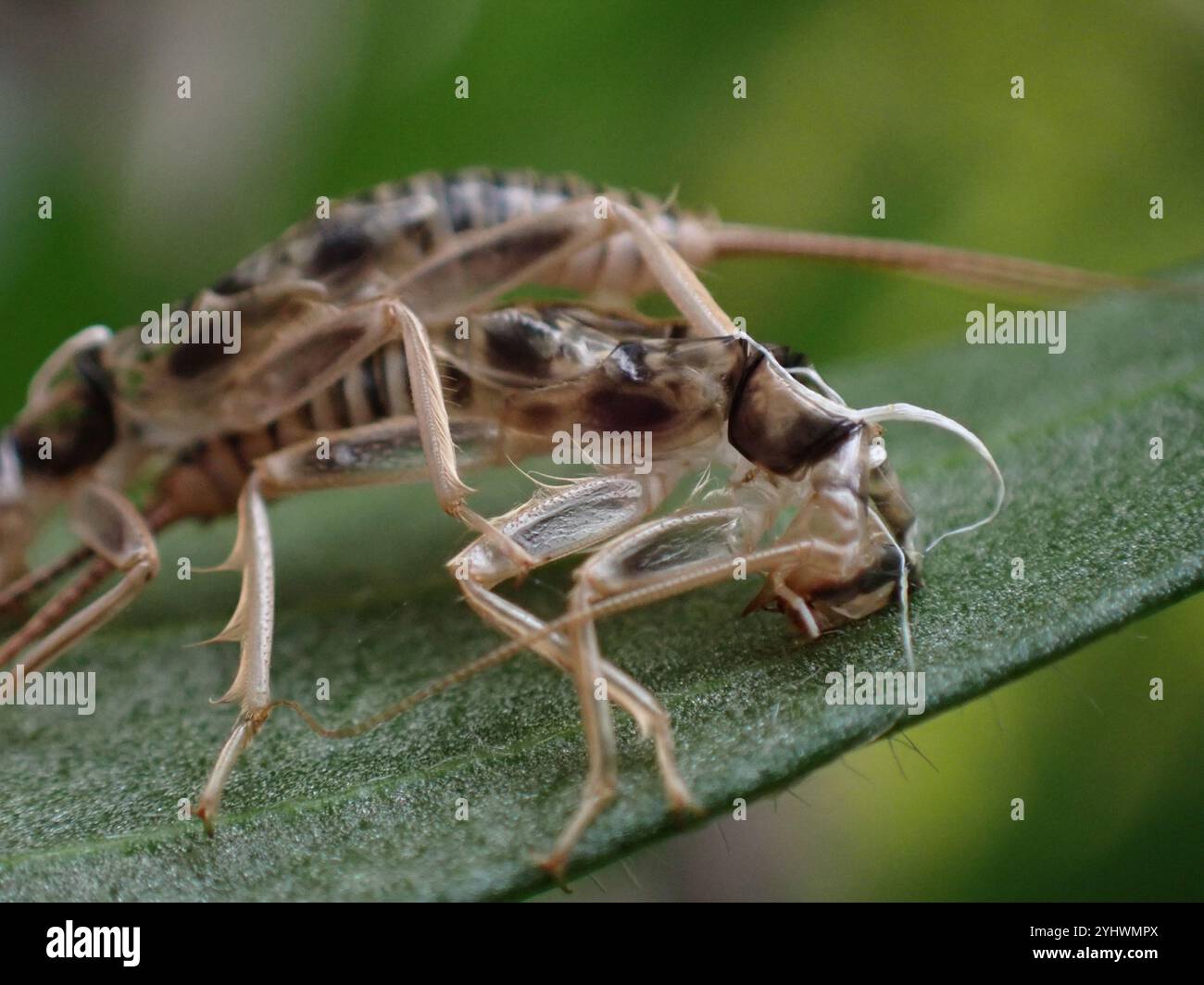 Common Stoneflies (Perlidae Stock Photo - Alamy