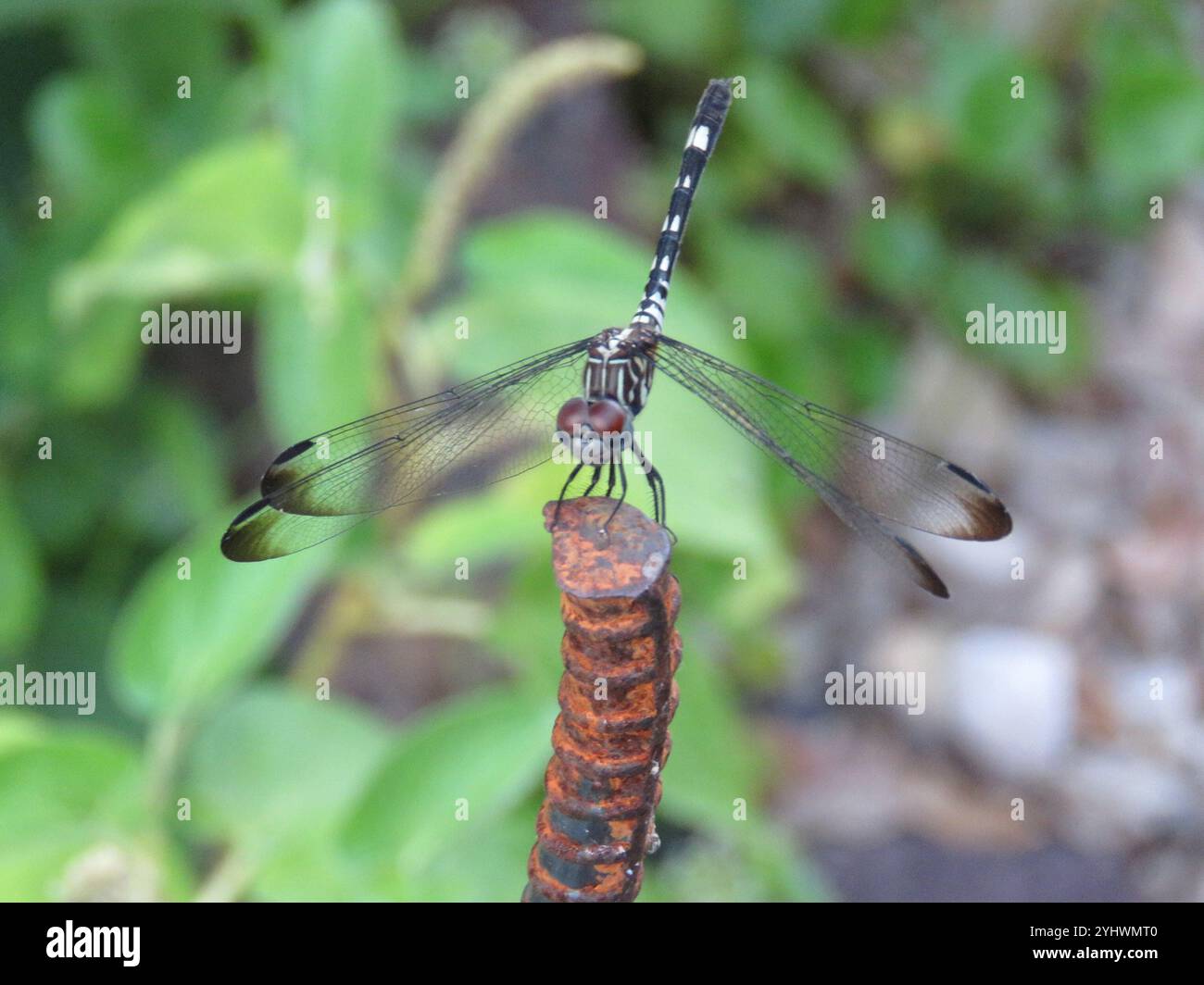 Dythemis hi-res stock photography and images - Alamy