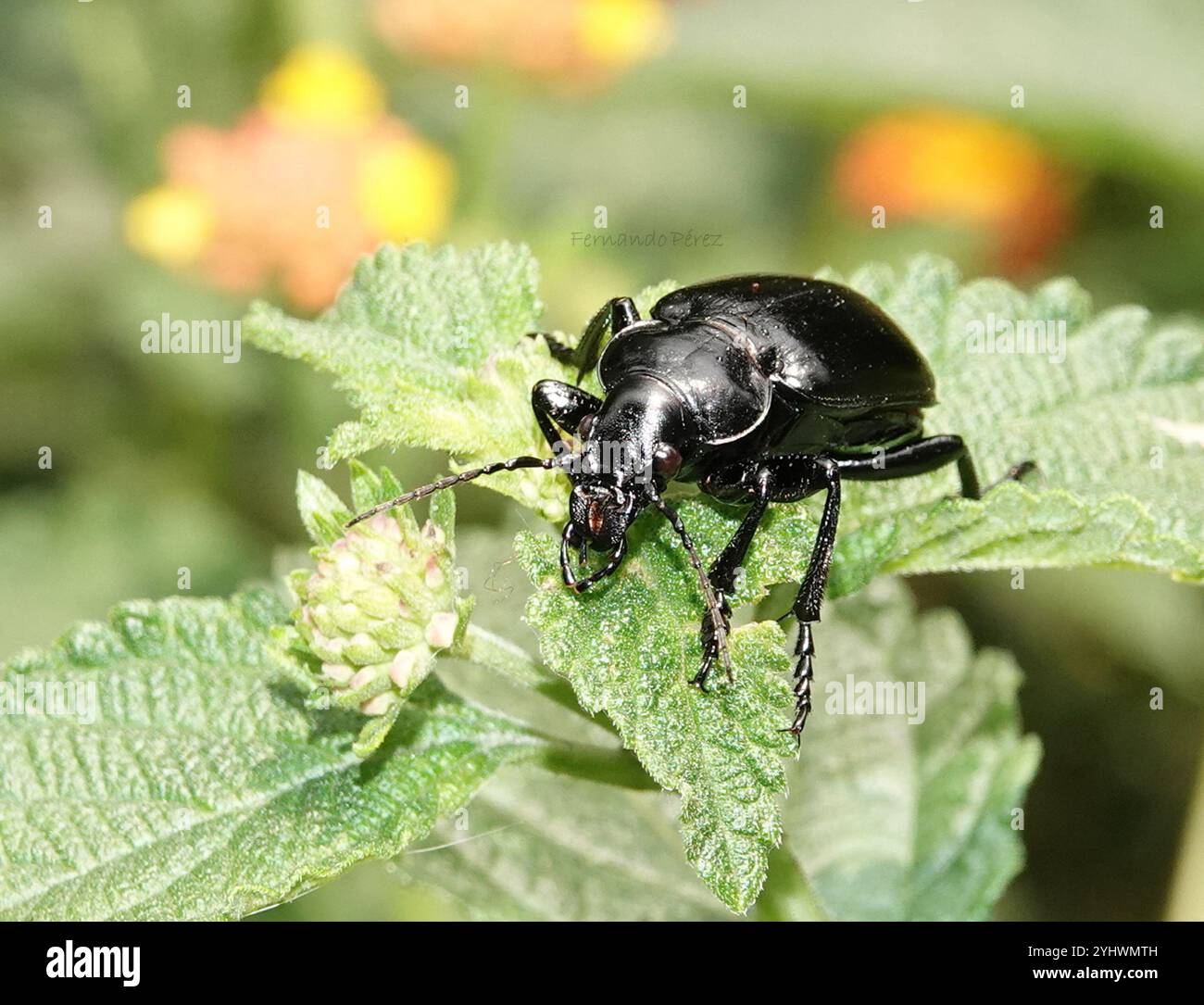 Caterpillar-hunter Beetles (Calosoma Stock Photo - Alamy