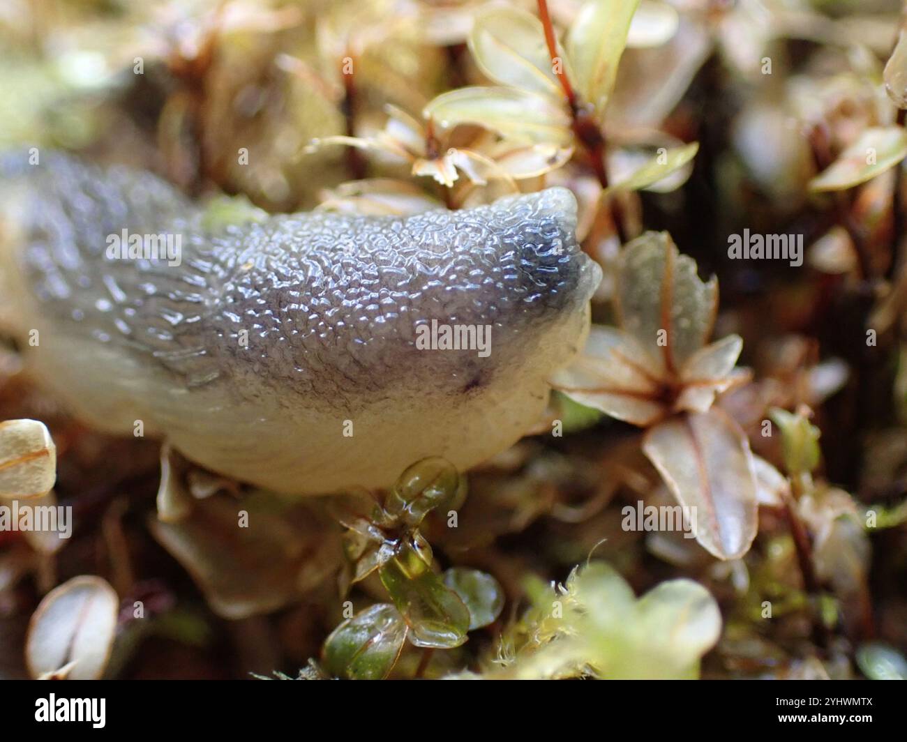 Common Land Snails and Slugs (Stylommatophora Stock Photo - Alamy