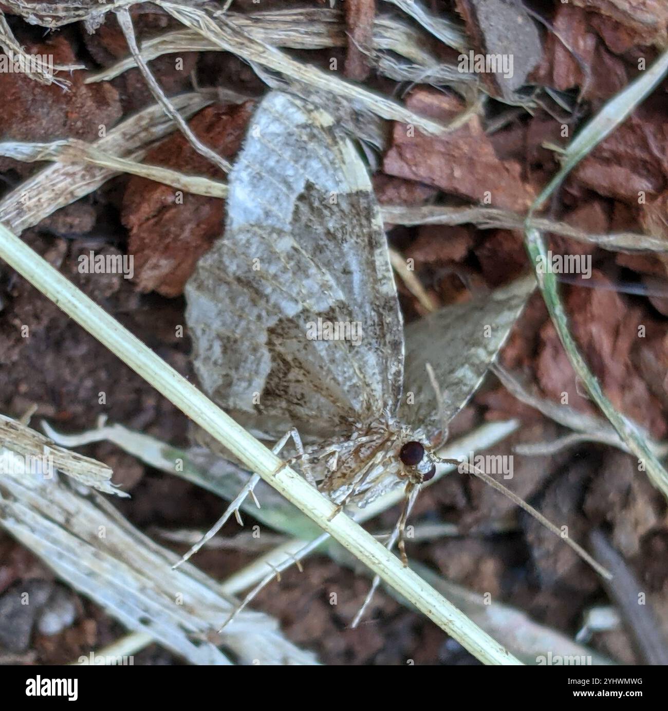 Geometer Moths (Geometridae Stock Photo - Alamy