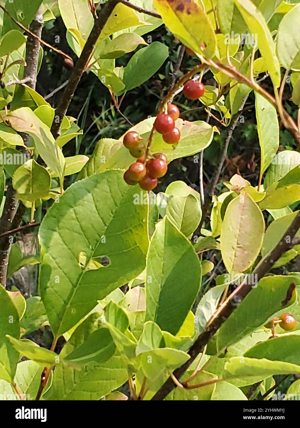 chokecherry (Prunus virginiana Stock Photo - Alamy