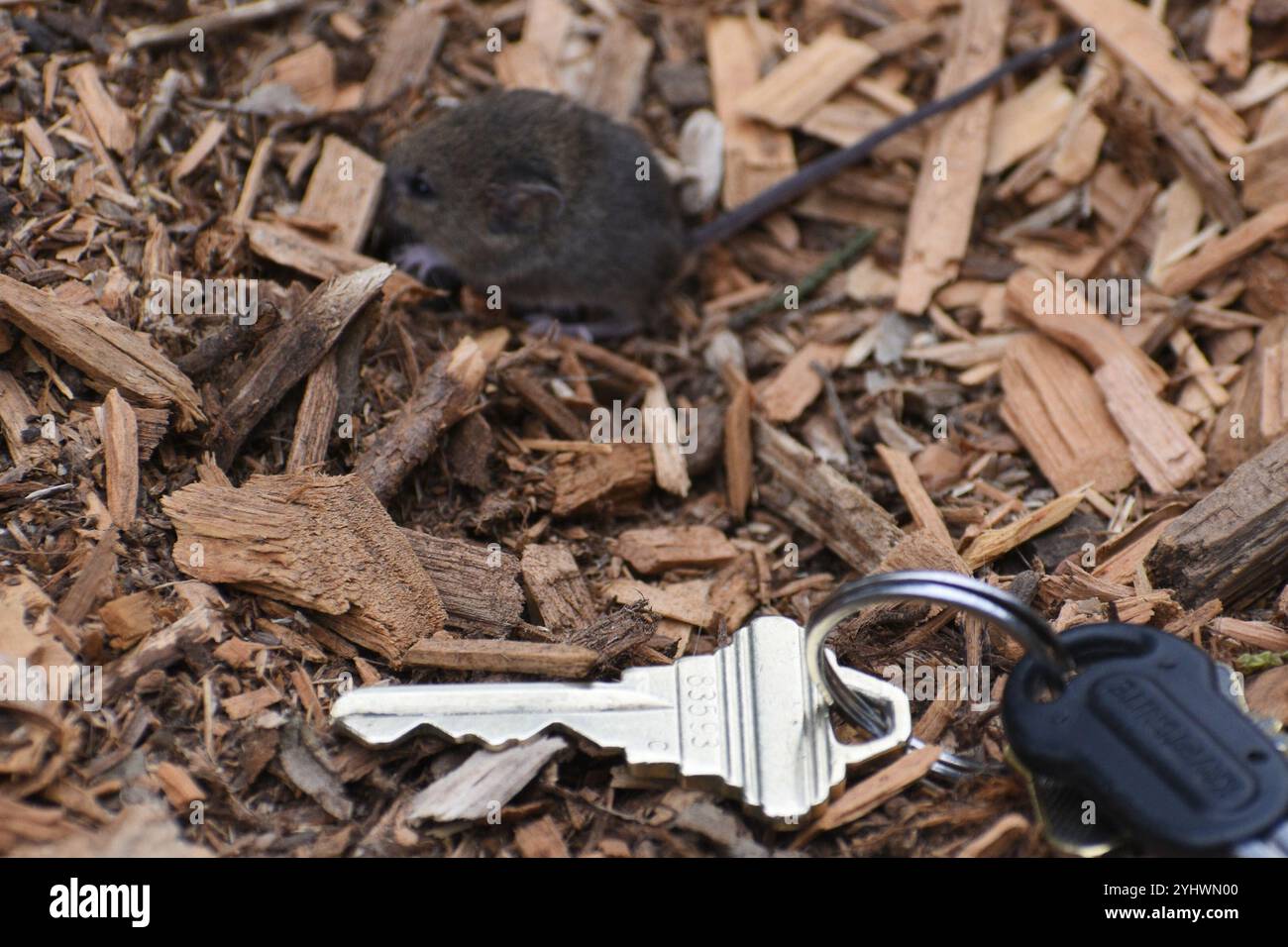 Mice, Rats, and Hamsters (Myomorpha Stock Photo - Alamy