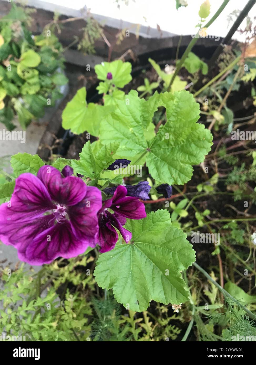 Common Mallow (Malva sylvestris Stock Photo - Alamy