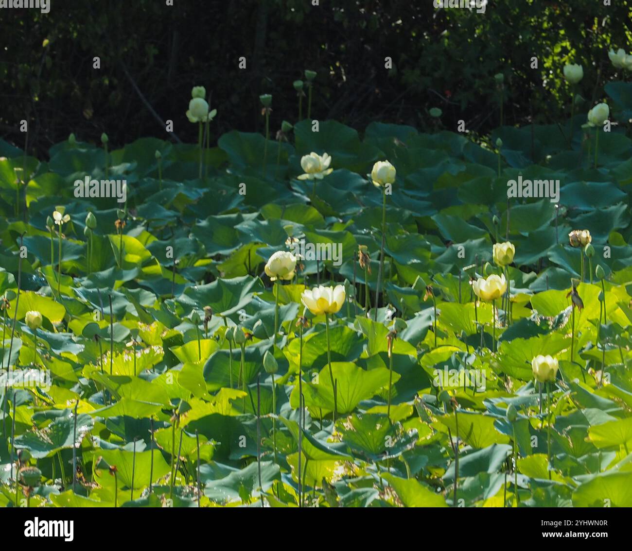 American lotus (Nelumbo lutea Stock Photo - Alamy