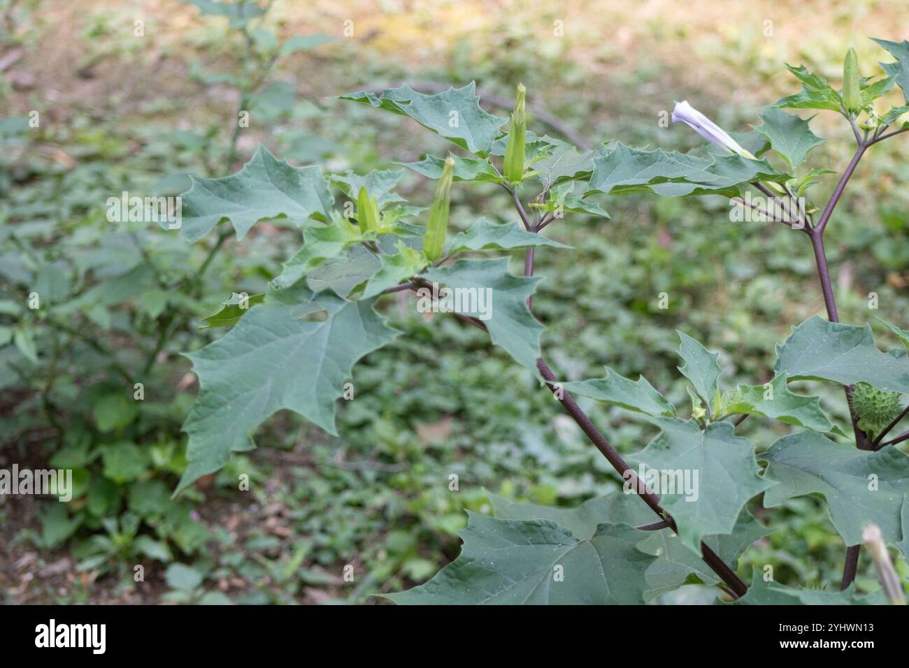jimsonweed (Datura stramonium Stock Photo - Alamy