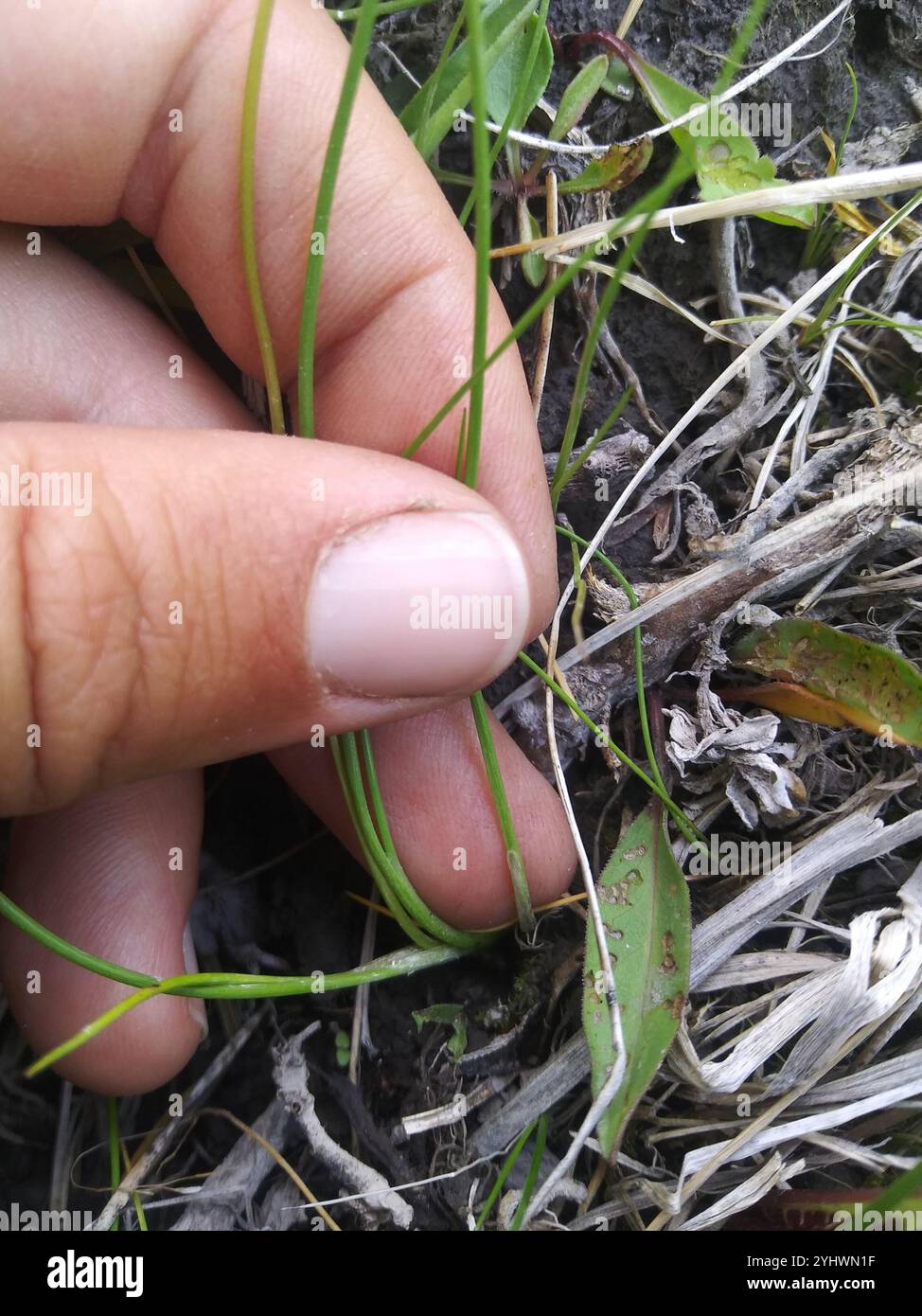 marsh arrowgrass (Triglochin palustris Stock Photo - Alamy