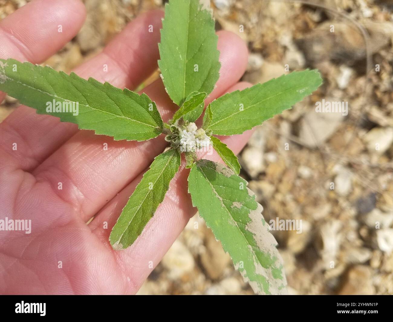 Tropic Croton (Croton glandulosus Stock Photo - Alamy
