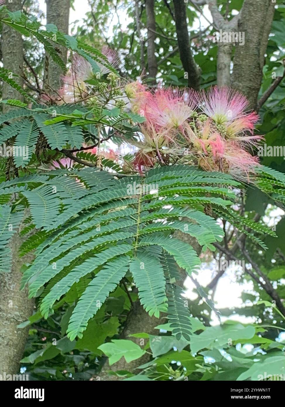 Persian silk tree (Albizia julibrissin Stock Photo - Alamy