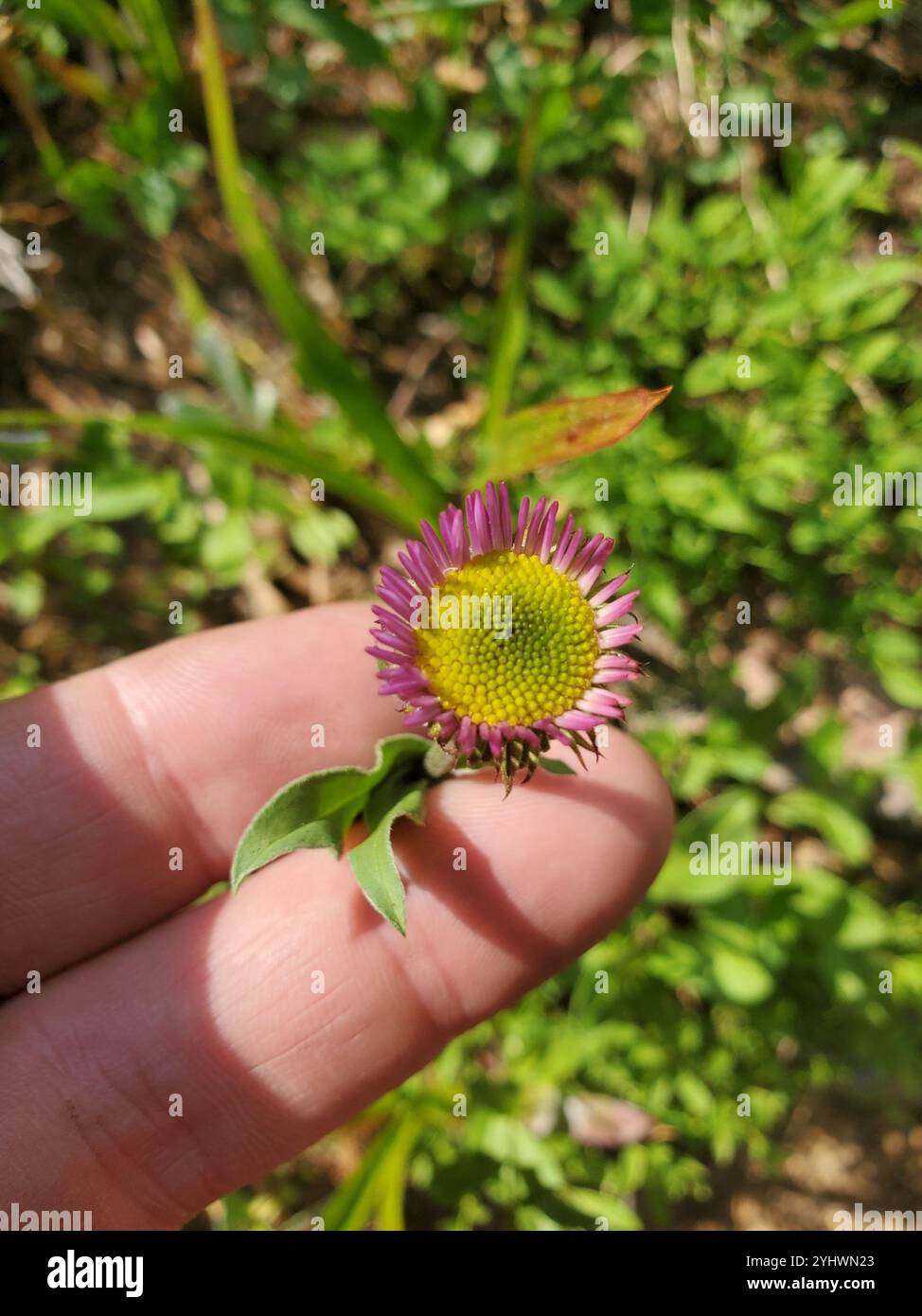Subalpine Fleabane (Erigeron glacialis Stock Photo - Alamy