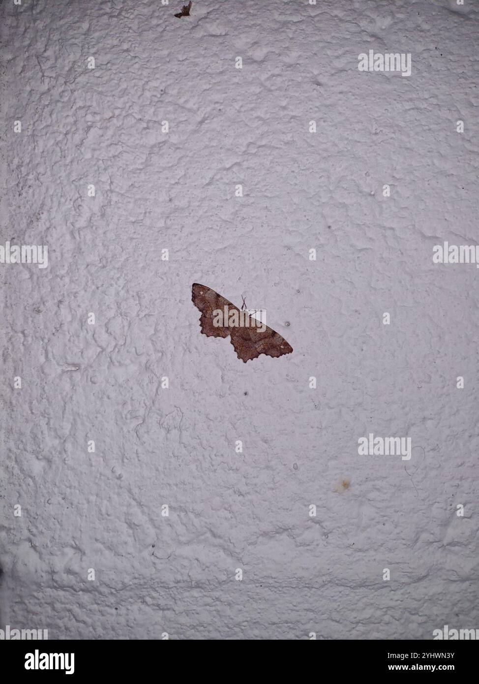 Geometer Moths (Geometridae Stock Photo - Alamy