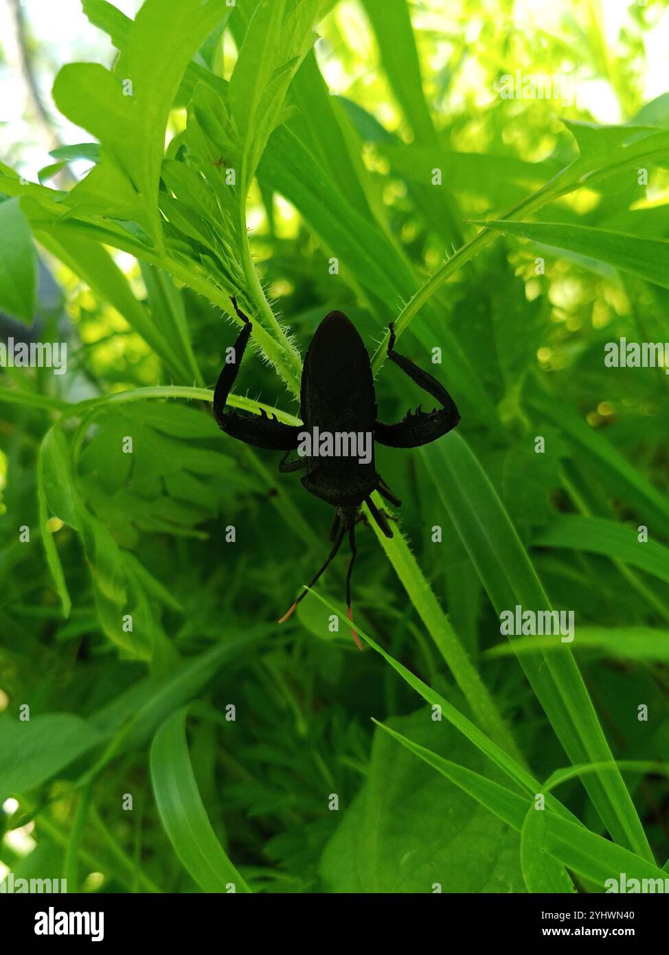Spine-headed Bugs (Acanthocephala Stock Photo - Alamy