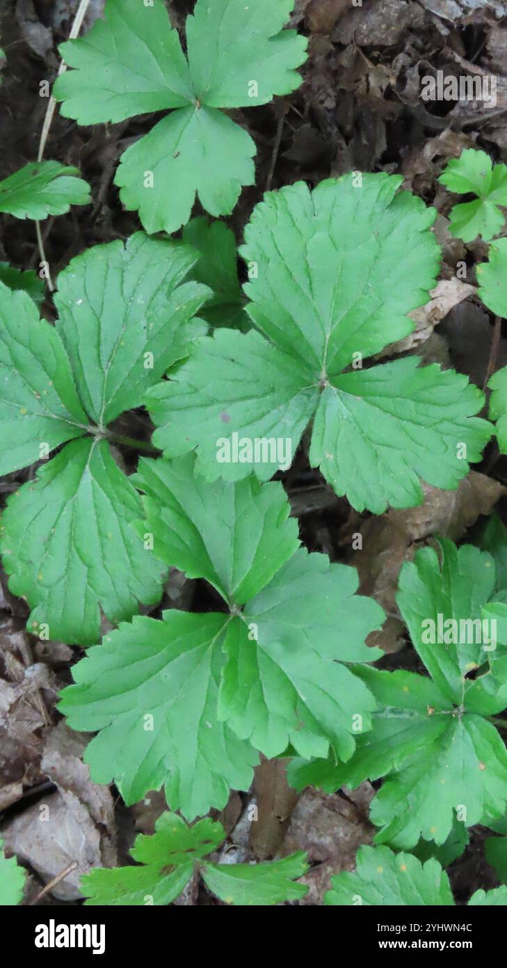 Fragarioides hi-res stock photography and images - Alamy