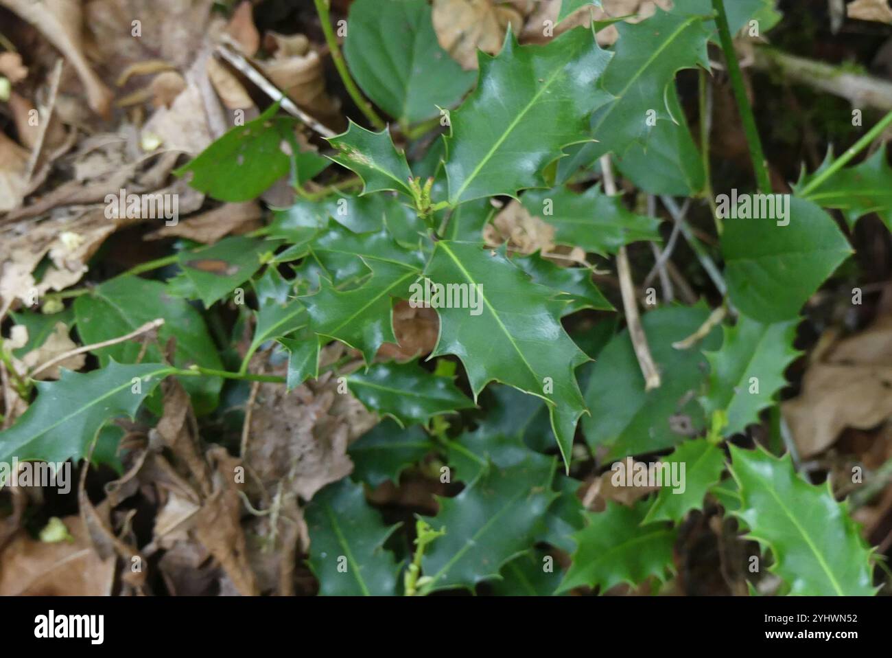 European holly (Ilex aquifolium Stock Photo - Alamy