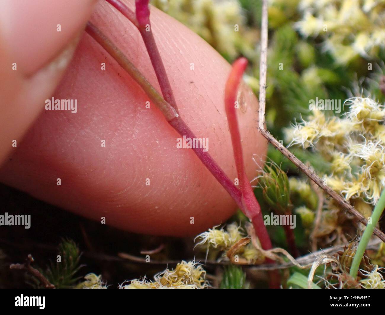 Narrow-leaved Montia (Montia linearis Stock Photo - Alamy