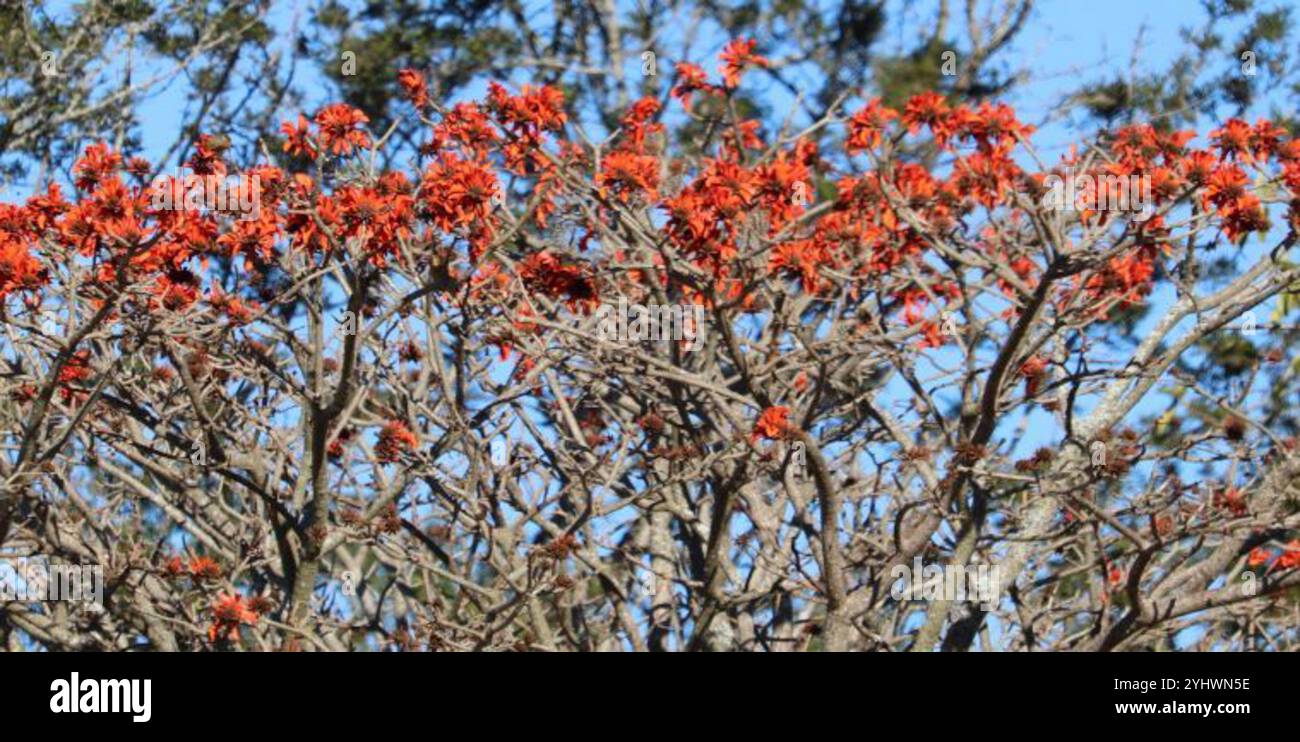 South african coral tree hi-res stock photography and images - Alamy