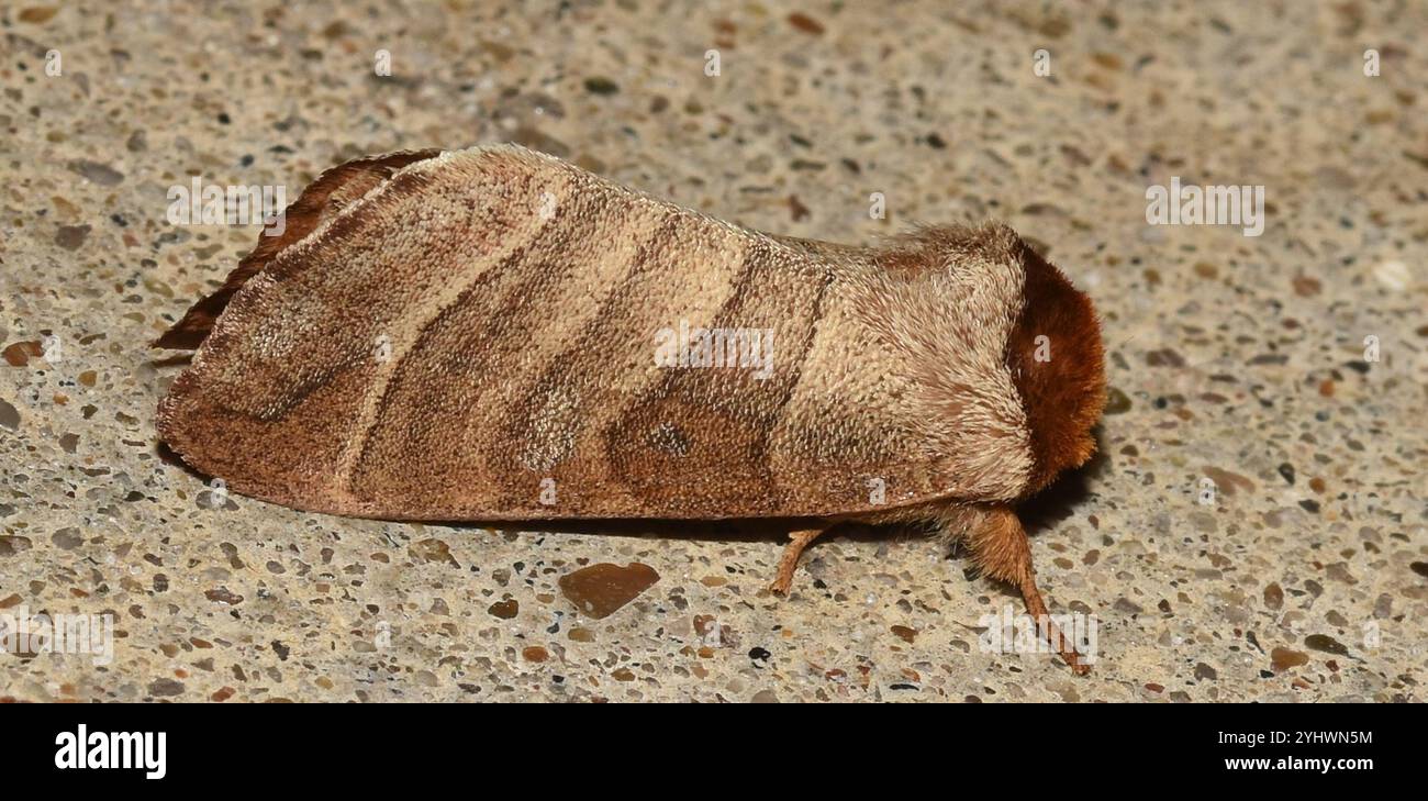 Walnut Caterpillar Moth (Datana integerrima Stock Photo - Alamy