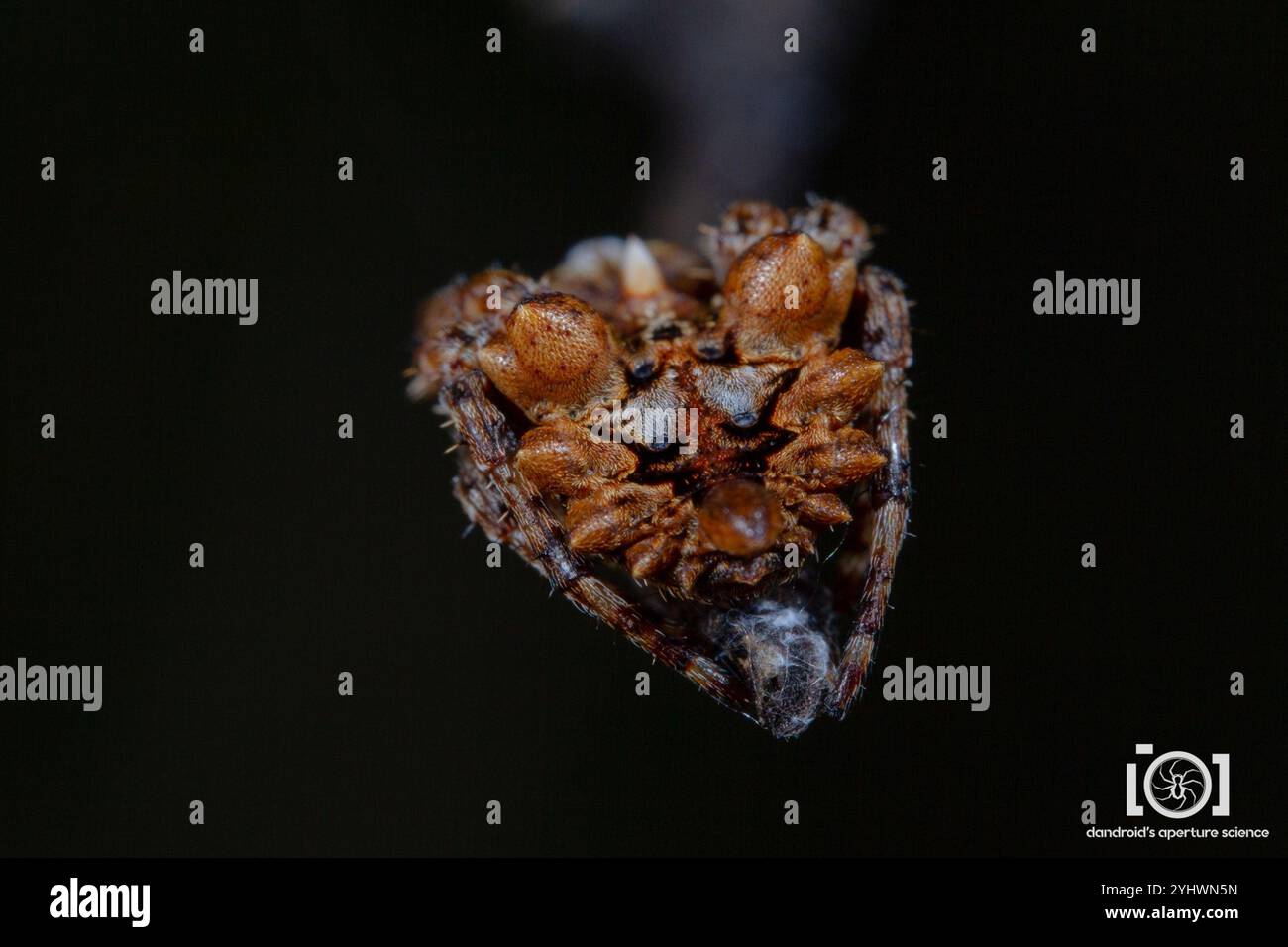 Star-bellied Orb-web Spiders (Acanthepeira Stock Photo - Alamy