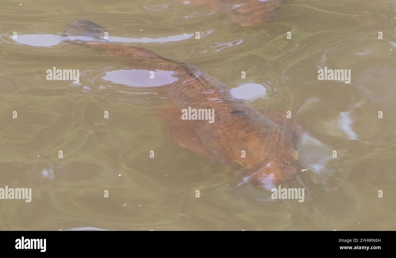 European Carp (Cyprinus carpio Stock Photo - Alamy