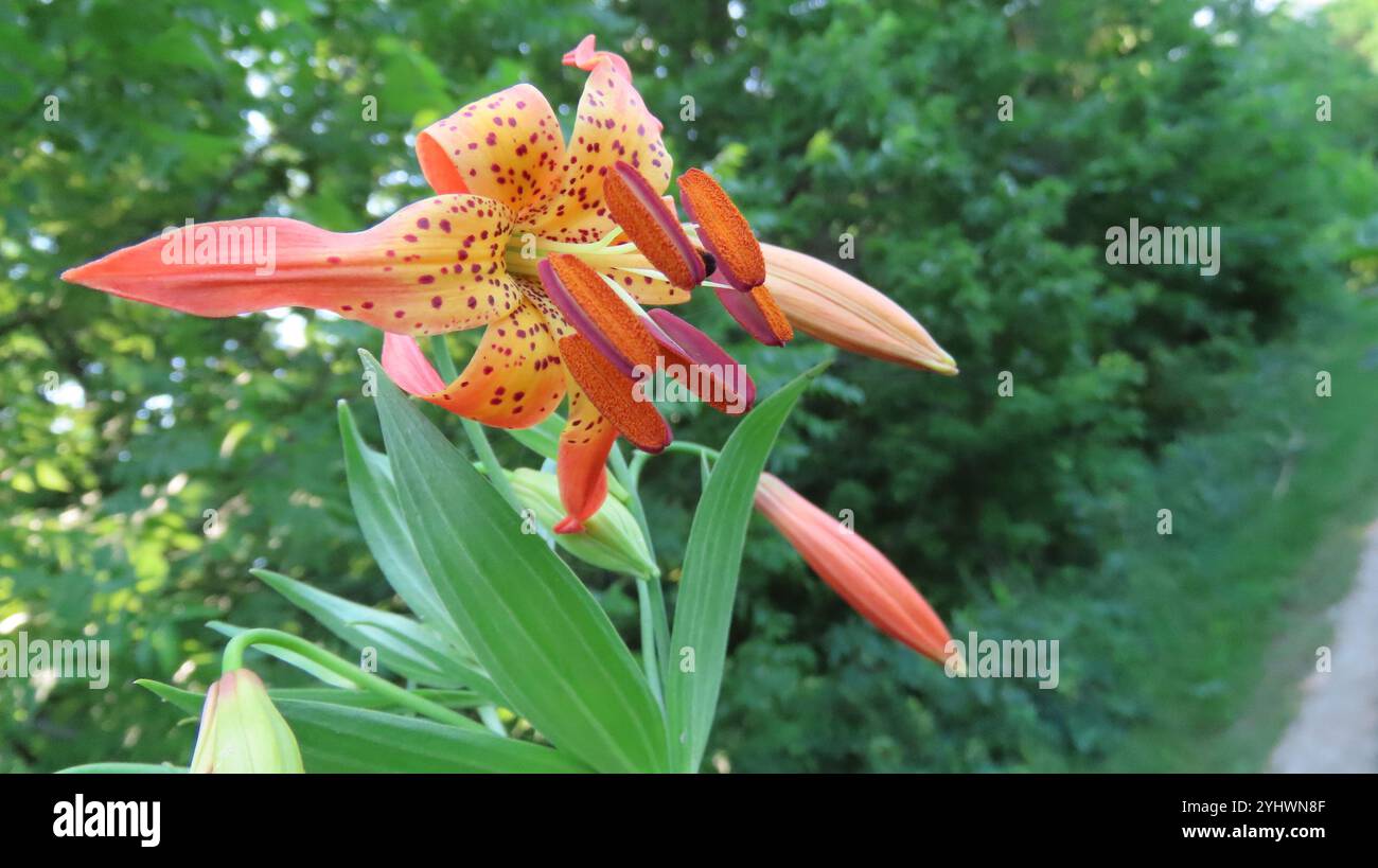 Michigan lily (Lilium michiganense Stock Photo - Alamy