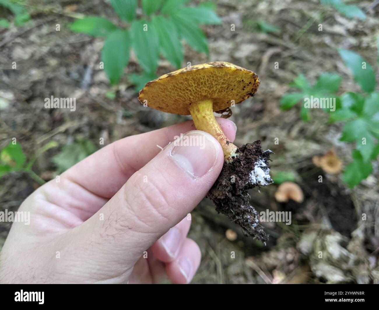 Chicken Fat Mushroom (Suillus americanus Stock Photo - Alamy