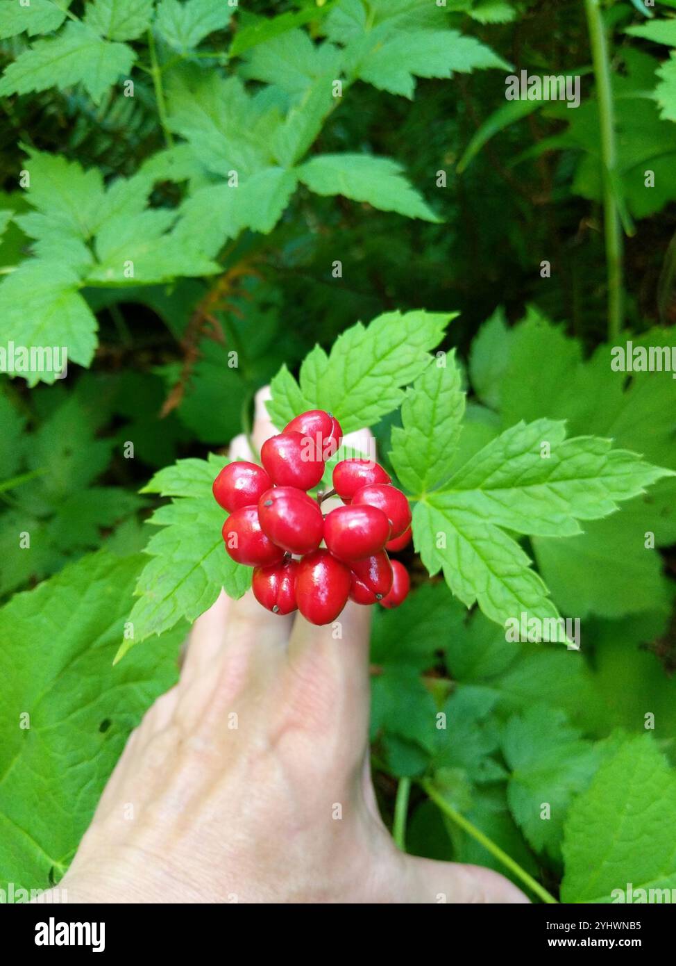 red baneberry (Actaea rubra Stock Photo - Alamy