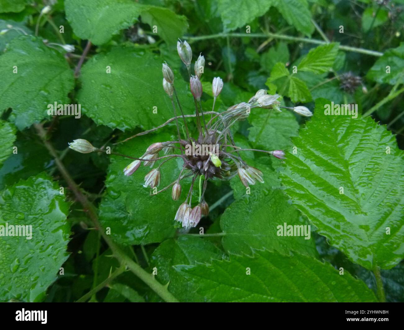 field garlic (Allium oleraceum Stock Photo - Alamy