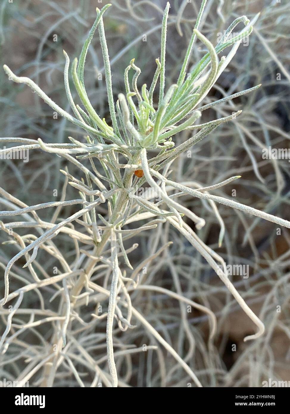 Flaccidus hi-res stock photography and images - Alamy