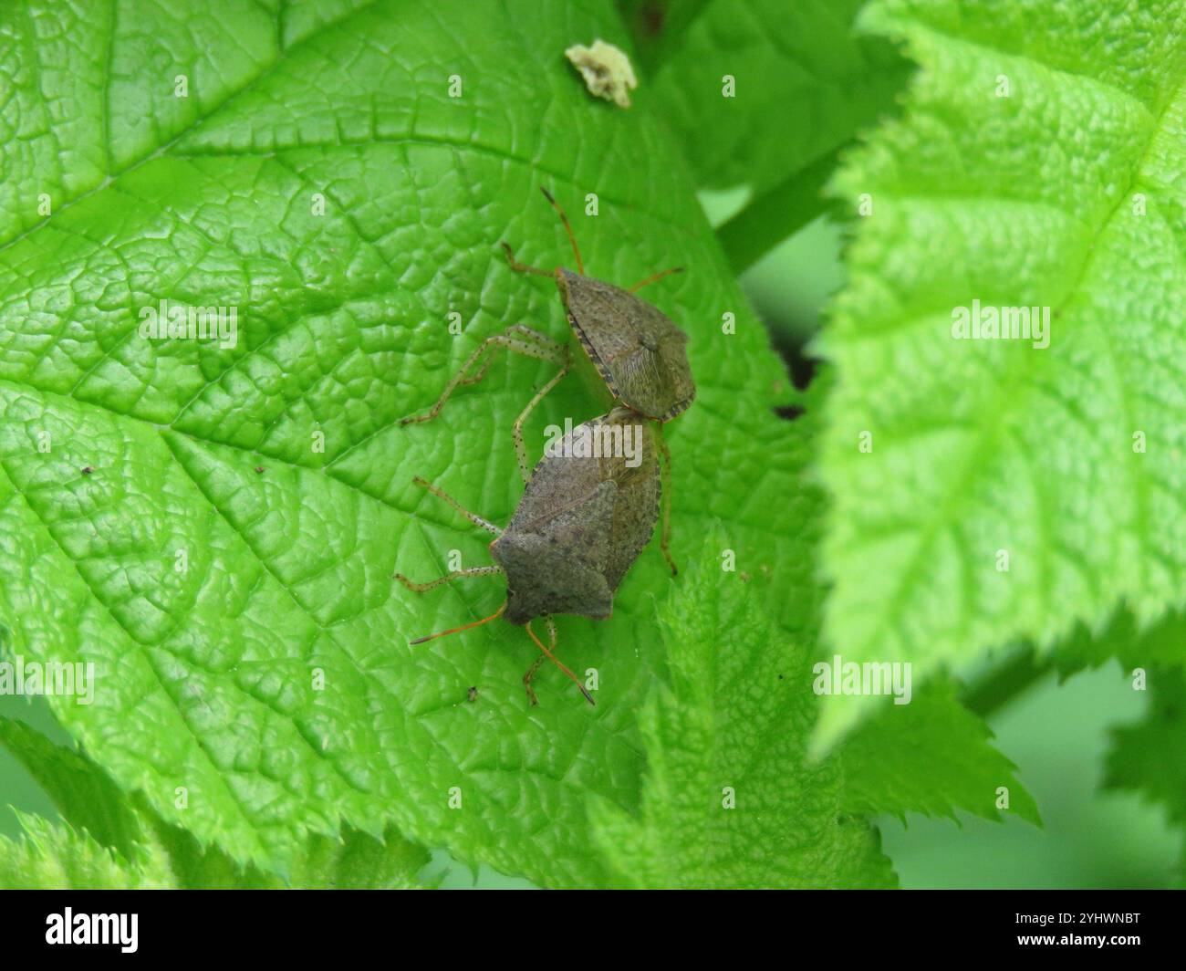 Conspersus hi-res stock photography and images - Alamy