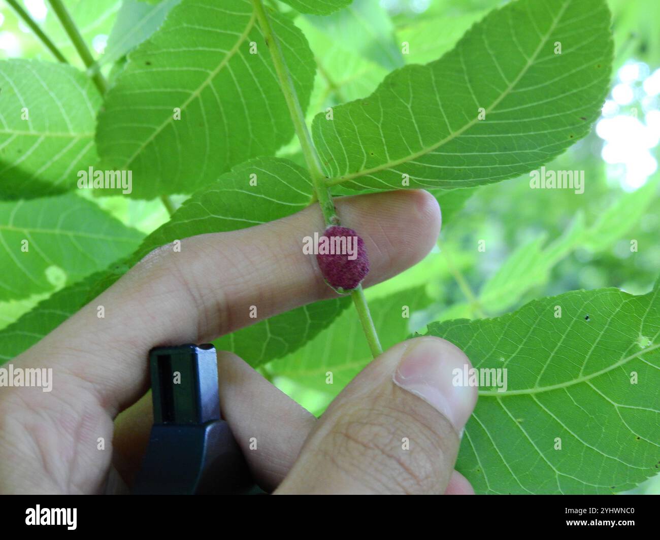 Black Walnut Petiole Gall Mite (Aceria caulis Stock Photo - Alamy