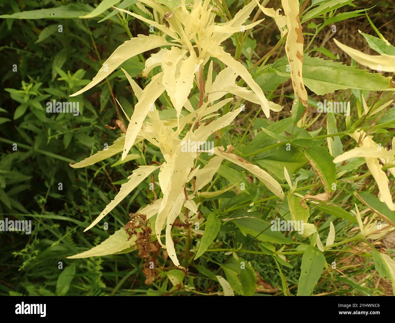 Bacterial speck hi-res stock photography and images - Alamy