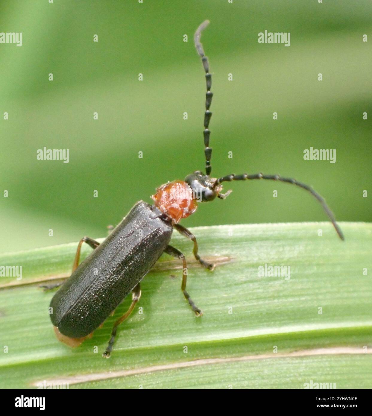 Silis hi-res stock photography and images - Alamy