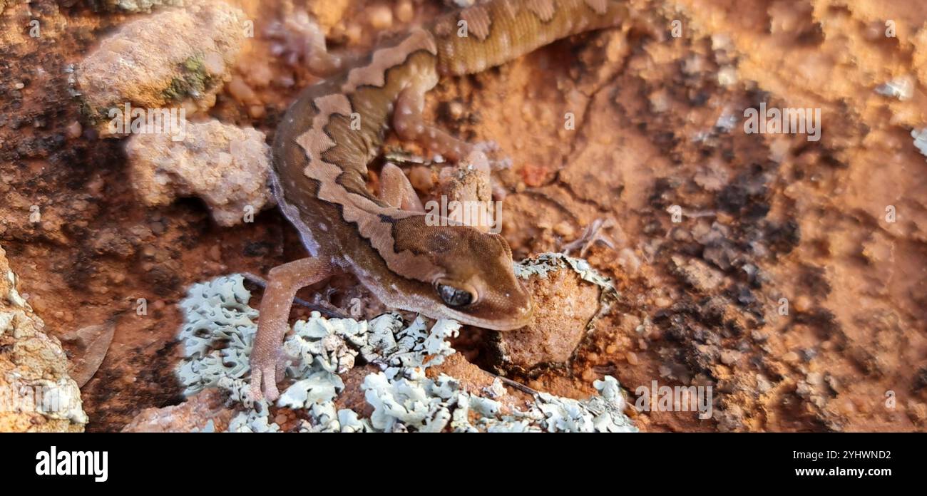 Ranges Stone Gecko (Diplodactylus furcosus Stock Photo - Alamy