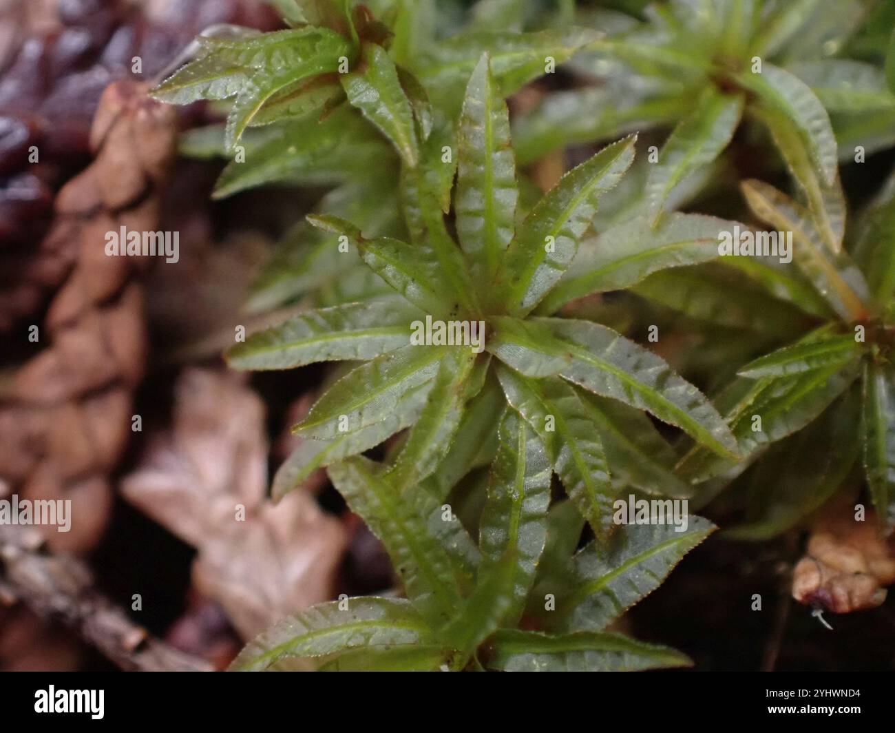 Catherine's moss (Atrichum undulatum Stock Photo - Alamy