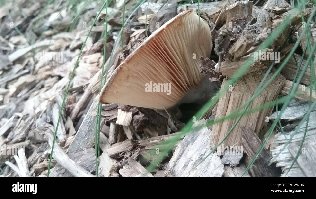Weeping milk cap hi-res stock photography and images - Alamy
