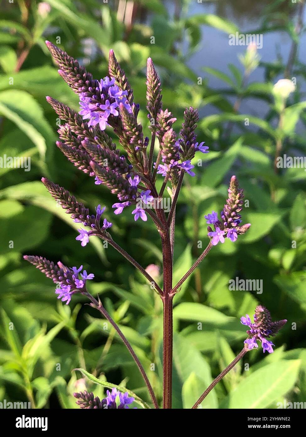 blue vervain (Verbena hastata Stock Photo - Alamy