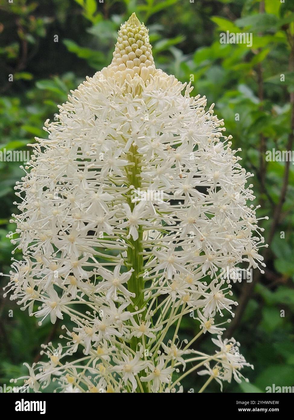 Common beargrass hi-res stock photography and images - Alamy