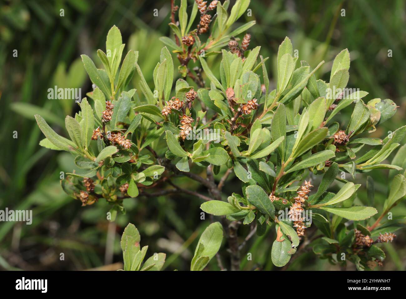 bog myrtle (Myrica gale Stock Photo - Alamy