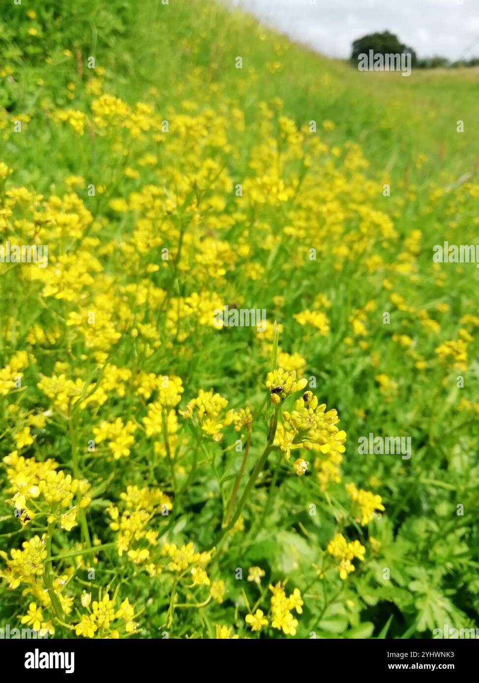 Creeping Yellowcress (Rorippa sylvestris Stock Photo - Alamy