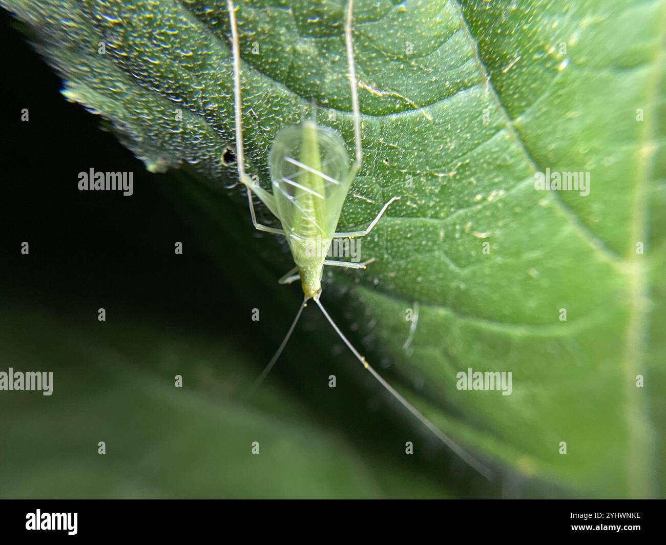 Common Tree Crickets (Oecanthus Stock Photo - Alamy