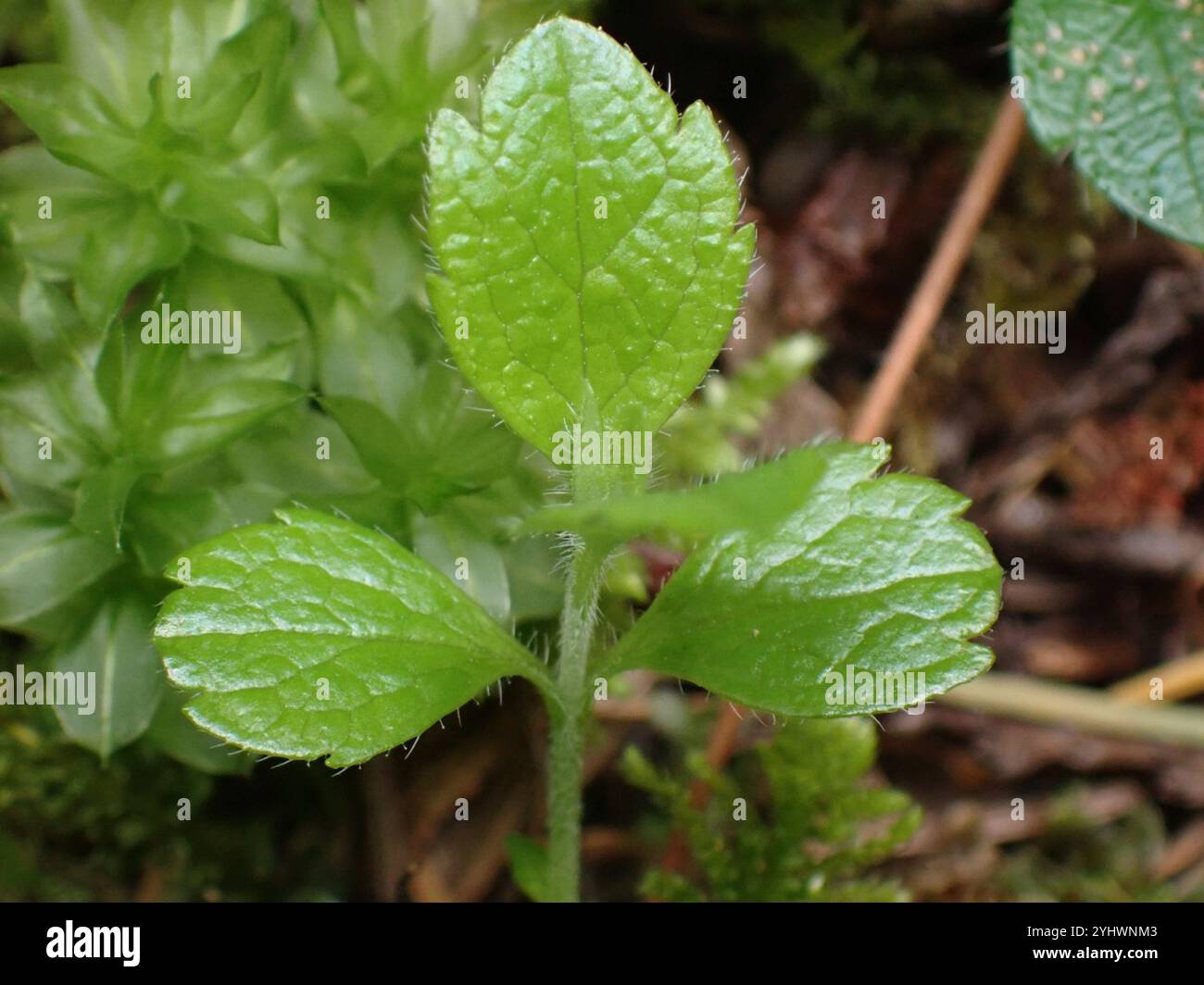 Twinflower (Linnaea borealis Stock Photo - Alamy