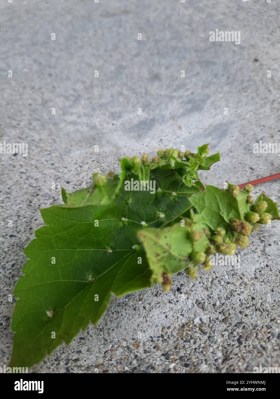 Phylloxera daktulosphaira vitifoliae hi-res stock photography and ...